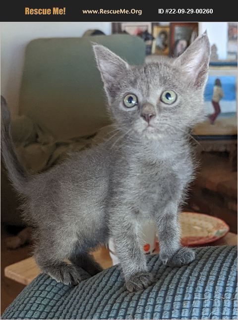 ADOPT 22092900260 ~ Russian Blue Rescue ~ HERALD, CA