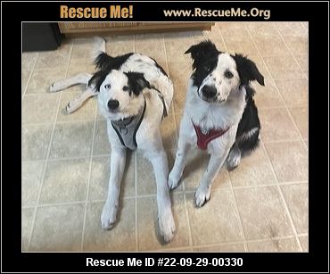- Florida Border Collie Rescue - ADOPTIONS - Rescue Me!