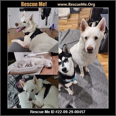- California Siberian Husky Rescue - ADOPTIONS - Rescue Me!