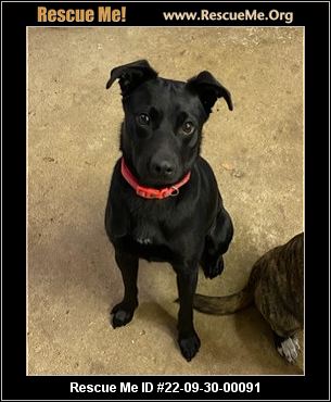 - Indiana Dog Rescue - ADOPTIONS - Rescue Me!