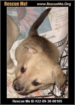 - Michigan Pomeranian Rescue - ADOPTIONS - Rescue Me!