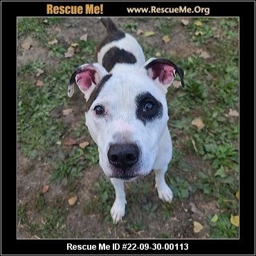 - Indiana Dog Rescue - ADOPTIONS - Rescue Me!