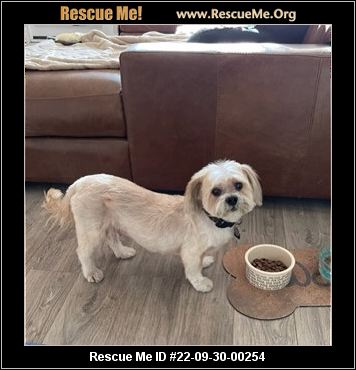 - California Lhasa Apso Rescue - ADOPTIONS - Rescue Me!