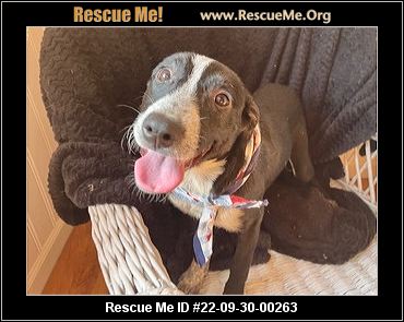 - Ohio Border Collie Rescue - ADOPTIONS - Rescue Me!