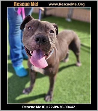 - Arizona Pit Bull Rescue - ADOPTIONS - Rescue Me!