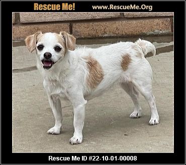 - California Jack Russell Rescue - ADOPTIONS - Rescue Me!
