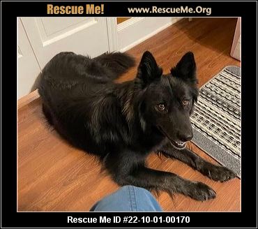 - Pennsylvania German Shepherd Rescue - ADOPTIONS - Rescue Me!