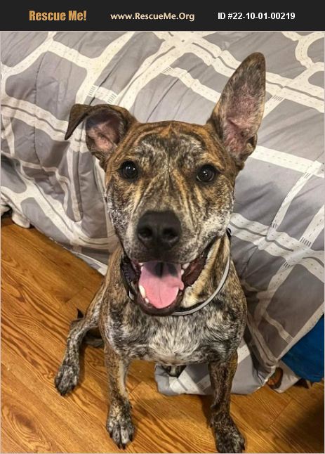 ADOPT 22100100219 ~ Mountain Cur Rescue ~ Cheney, WA