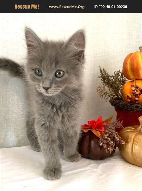 ADOPT 22100100236 ~ Domestic Cat Rescue ~ Vermont