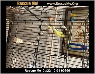 - Pennsylvania Pet Bird Rescue - ADOPTIONS - Rescue Me!