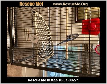 - Pennsylvania Pet Bird Rescue - ADOPTIONS - Rescue Me!