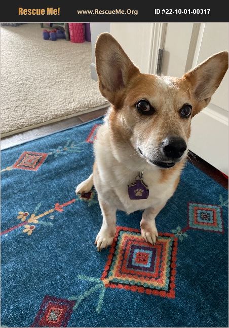 ADOPT 22100100317 ~ Corgi Rescue ~ Lake County, IL