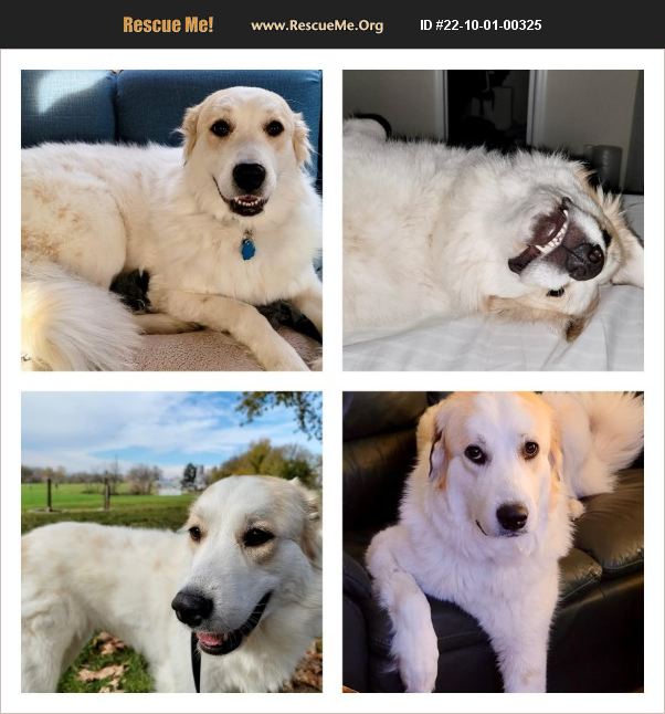 ADOPT 22100100325 ~ Great Pyrenees Rescue ~ New Oxford, PA