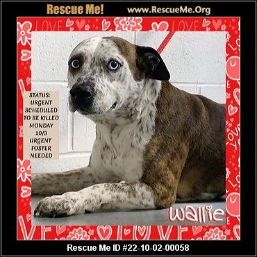 - New Jersey Dog Rescue - ADOPTIONS - Rescue Me!
