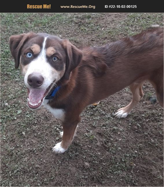 ADOPT 22100200125 ~ Siberian Husky Rescue ~ cambridge, OH