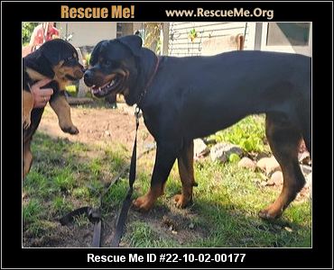 - Wisconsin Rottweiler Rescue - ADOPTIONS - Rescue Me!