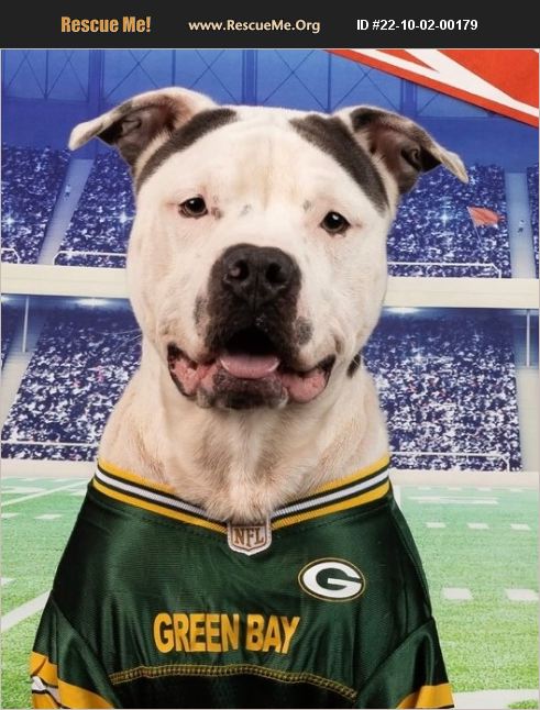 ADOPT 22100200179 ~ American Bulldog Rescue ~ FLINT, MI