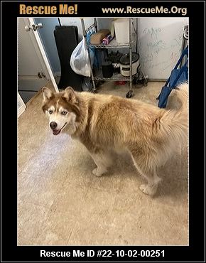 - Virginia Siberian Husky Rescue - ADOPTIONS - Rescue Me!