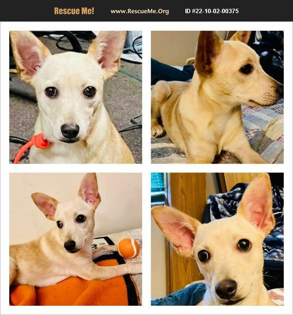 ADOPT 22100200375 ~ Chihuahua Rescue ~ New Oxford, PA