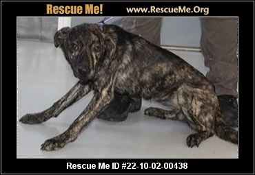 - Maine Dog Rescue - ADOPTIONS - Rescue Me!