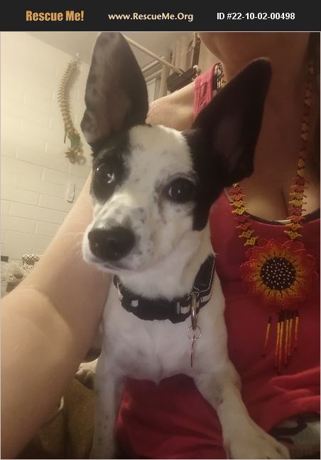 ADOPT 22100200498 ~ Rat Terrier Rescue ~ Phoenix, AZ