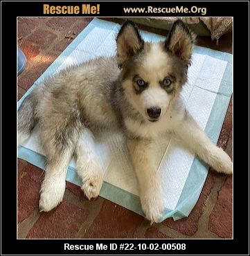 - Wisconsin Dog Rescue - ADOPTIONS - Rescue Me!