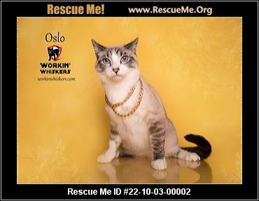 - California Siamese Rescue - ADOPTIONS - Rescue Me!