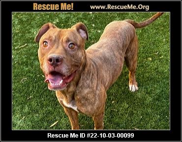 - California Pit Bull Rescue - ADOPTIONS - Rescue Me!
