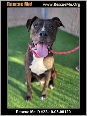 - Arizona Pit Bull Rescue - ADOPTIONS - Rescue Me!