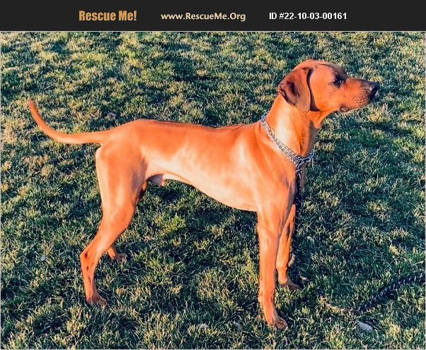 ADOPT 22100300161 ~ Rhodesian Ridgeback Rescue ~ Scottsdale, AZ