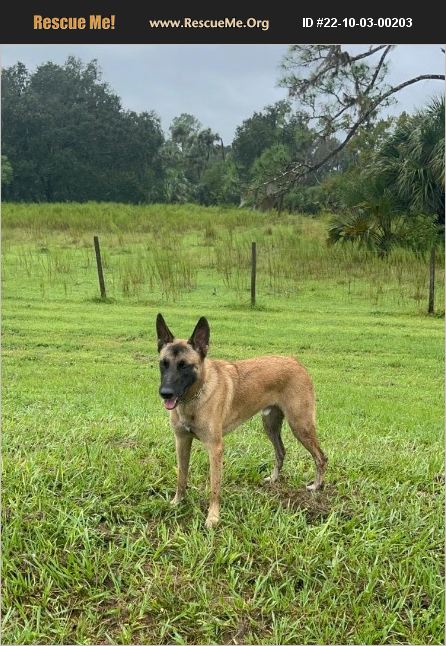 ADOPT 22100300203 ~ Belgian Malinois Rescue ~ Oviedo, FL