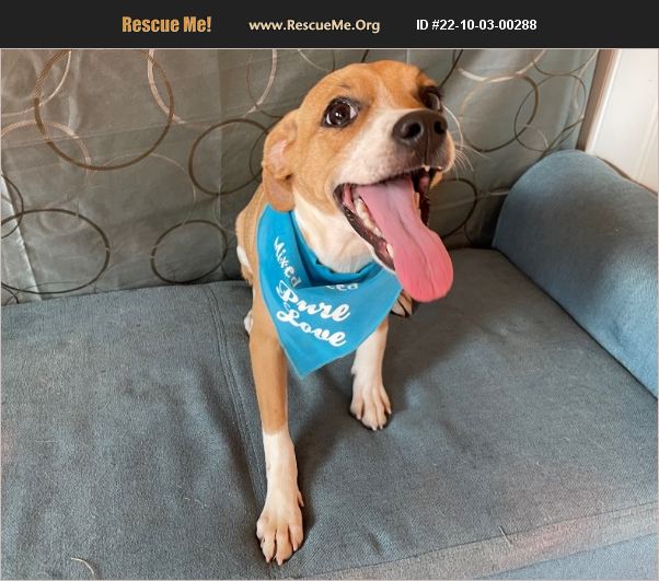 ADOPT 22100300288 ~ Beagle Rescue ~ Columbus, OH