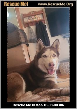 - Ohio Siberian Husky Rescue - ADOPTIONS - Rescue Me!