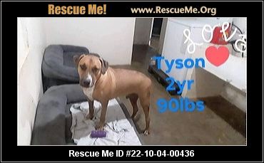 - Virginia German Shepherd Rescue - ADOPTIONS - Rescue Me!