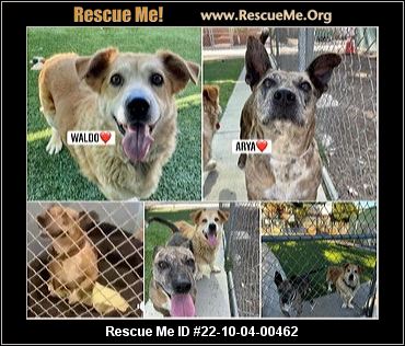- California Corgi Rescue - ADOPTIONS - Rescue Me!