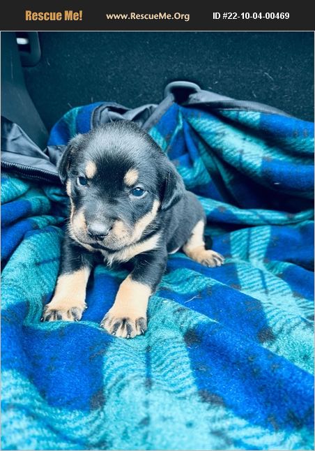 ADOPT 22100400469 ~ Australian Kelpie Rescue ~ Spindale, NC