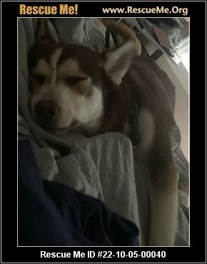 - Ohio Siberian Husky Rescue - ADOPTIONS - Rescue Me!