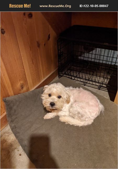 ADOPT 22100500047 ~ Poodle Rescue ~ Kansas City, KS