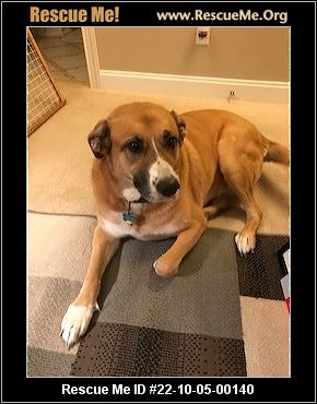 - Ohio Golden Retriever Rescue - ADOPTIONS - Rescue Me!