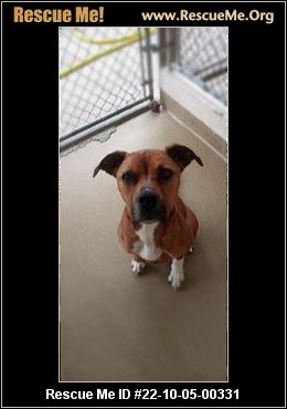 - Georgia Boxer Rescue - ADOPTIONS - Rescue Me!