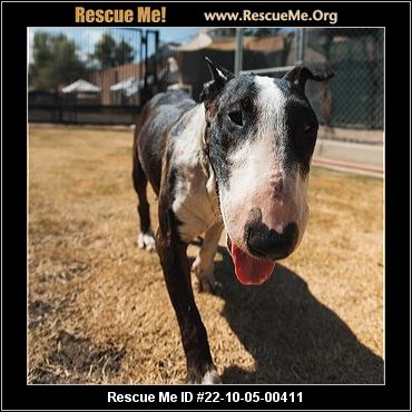 - California Bull Terrier Rescue - ADOPTIONS - Rescue Me!