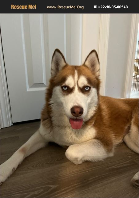 ADOPT 22100500548 ~ Siberian Husky Rescue ~ San Diego, CA