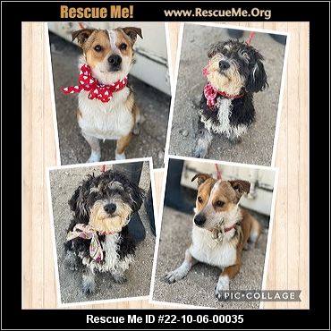 - California Corgi Rescue - ADOPTIONS - Rescue Me!