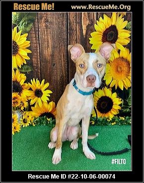 - Ohio Siberian Husky Rescue - ADOPTIONS - Rescue Me!