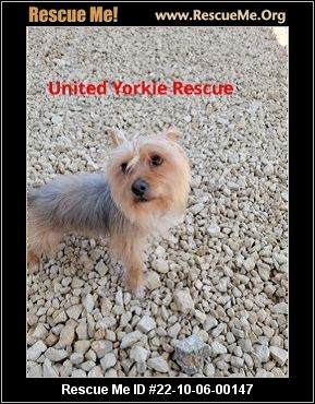 - Texas Yorkie Rescue - ADOPTIONS - Rescue Me!