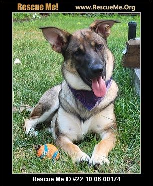 - Michigan German Shepherd Rescue - ADOPTIONS - Rescue Me!