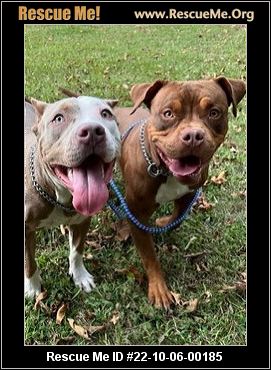 - Maine Dog Rescue - ADOPTIONS - Rescue Me!