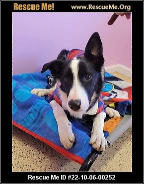 - Nebraska Dog Rescue - ADOPTIONS - Rescue Me!