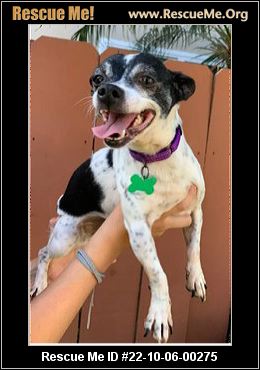 - California Jack Russell Rescue - ADOPTIONS - Rescue Me!