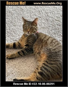 - Virginia Cat Rescue - ADOPTIONS - Rescue Me!